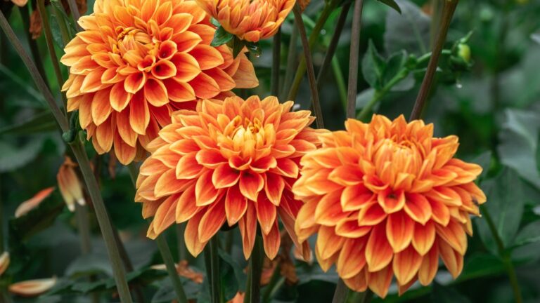 8 Orange Perennials Flowers - Garden Beds