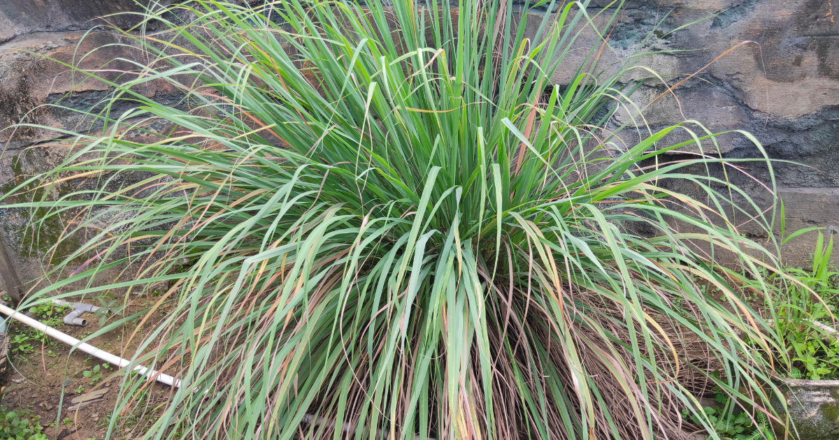 Turn Your Backyard into a Mosquito-Free Zone with These 7 Plant ...