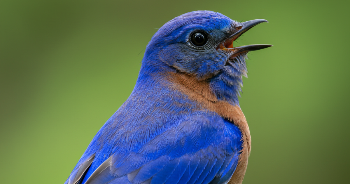 7 Plants Bluebirds Love—And How to Grow Them Fast - Garden Beds